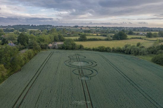 Hooper's Wood, Dilton Marsh, Wiltshire. Reported 11th June.